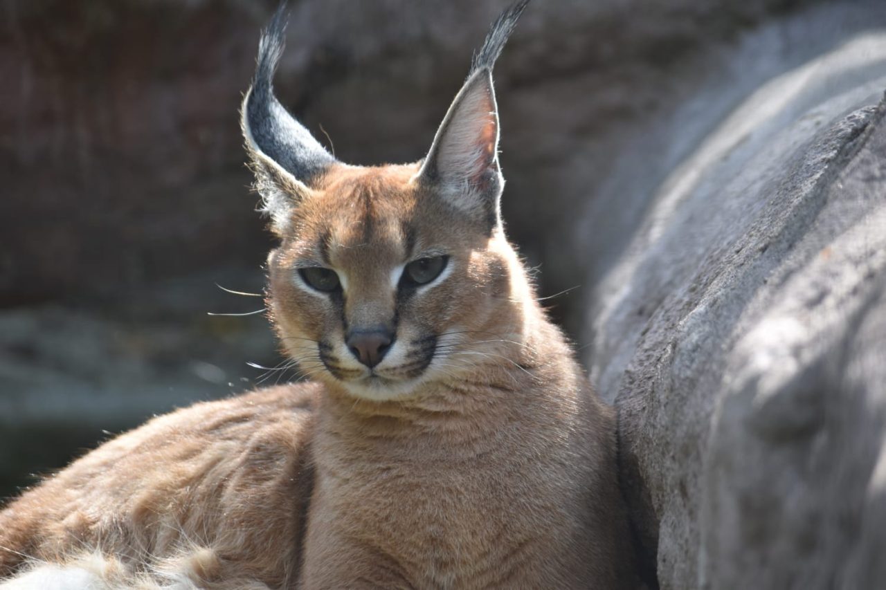 Caracal | De Paay